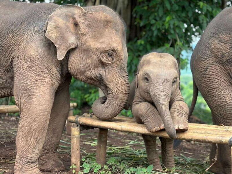 Chiang Mai: Elephant Sanctuary, Waterfall & Bamboo Rafting - Possible Drawbacks or Considerations