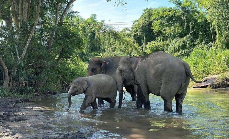 Chiang Mai: Elephant Sanctuary, Waterfall & Bamboo Rafting - Final Thoughts