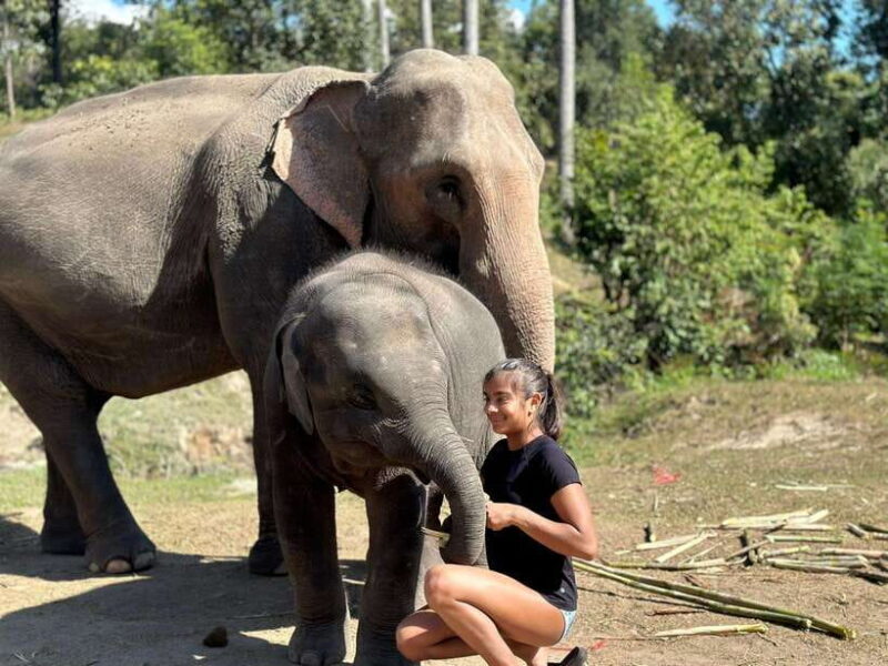 Chiang Mai: Elephant Sanctuary, Waterfall & Bamboo Rafting - FAQs