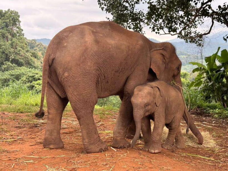 Chiang Mai: Elephant Sanctuary & Waterfall Group Tour - An In-Depth Look at the Experience