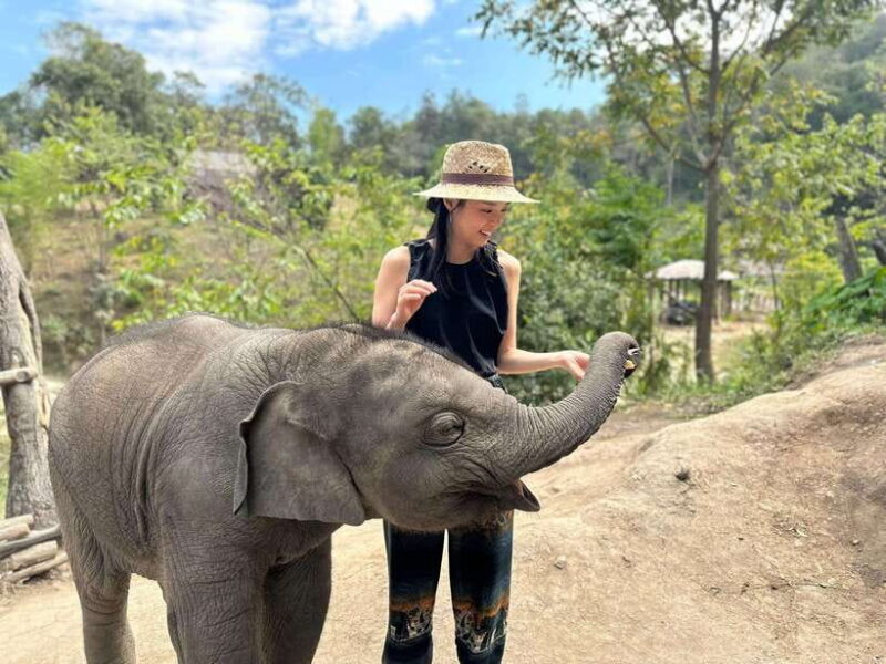 Chiang Mai: Elephant Sanctuary & Waterfall Group Tour - Who Should Consider This Tour?