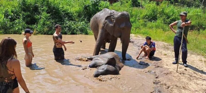 Chiang Mai Elephant Village Life: Long Neck & Bamboo Rafting - Key Points