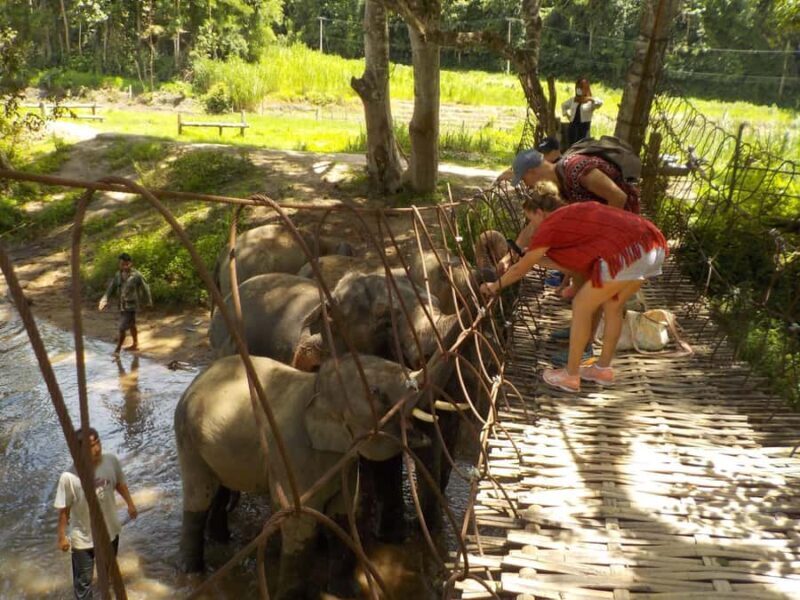 Chiang Mai Elephant Village Life: Long Neck & Bamboo Rafting - What We Think Could Be Better