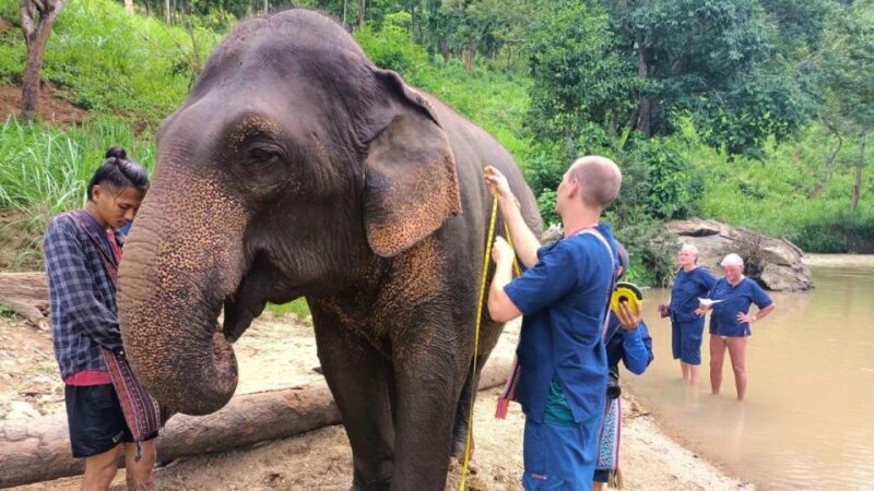 Chiang Mai Elephant Village Life: Long Neck & Bamboo Rafting - The Sum Up