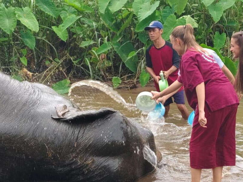 Chiang Mai: Elephants, Sticky Waterfalls, Market and Temple - An Authentic Introduction to Chiang Mai’s Highlights