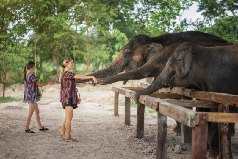 Chiang Mai: Ethical Elephant Encounter Feeding Program - Frequently Asked Questions (FAQs)