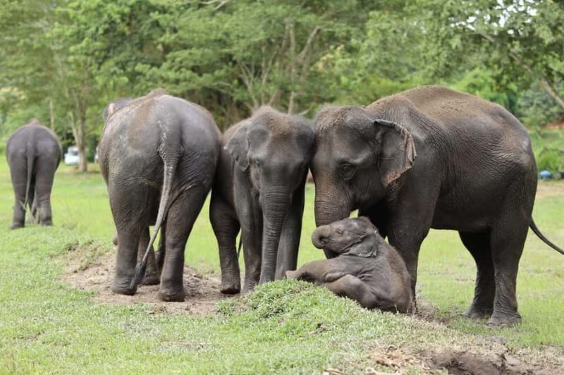 Chiang Mai Ethical Elephant Experience (Half Day) - What to Expect from the Ethical Elephant Experience