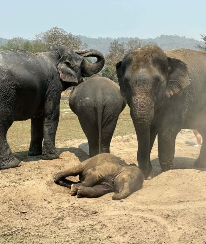 Chiang Mai Ethical Elephant Experience (Half Day) - Conservation and Education Focus