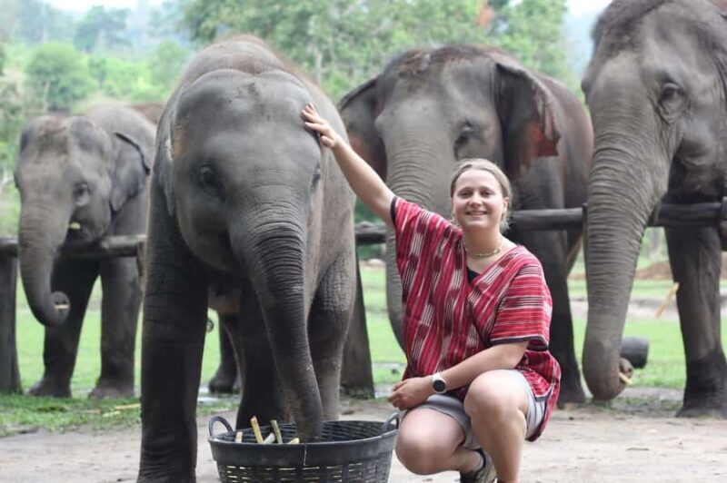 Chiang Mai Ethical Elephant Experience (Half Day) - Who Should Consider This Tour?