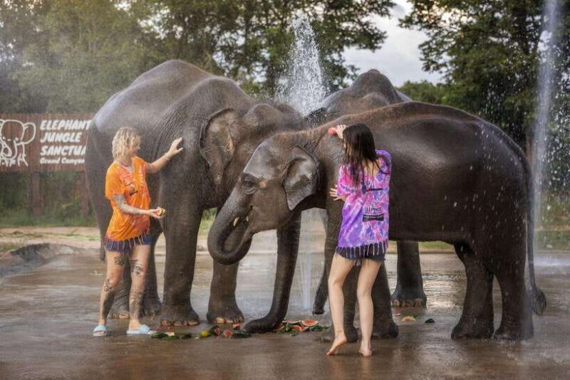 Chiang Mai: Ethical Elephant Feeding & Shower Program - What to Expect from the Tour