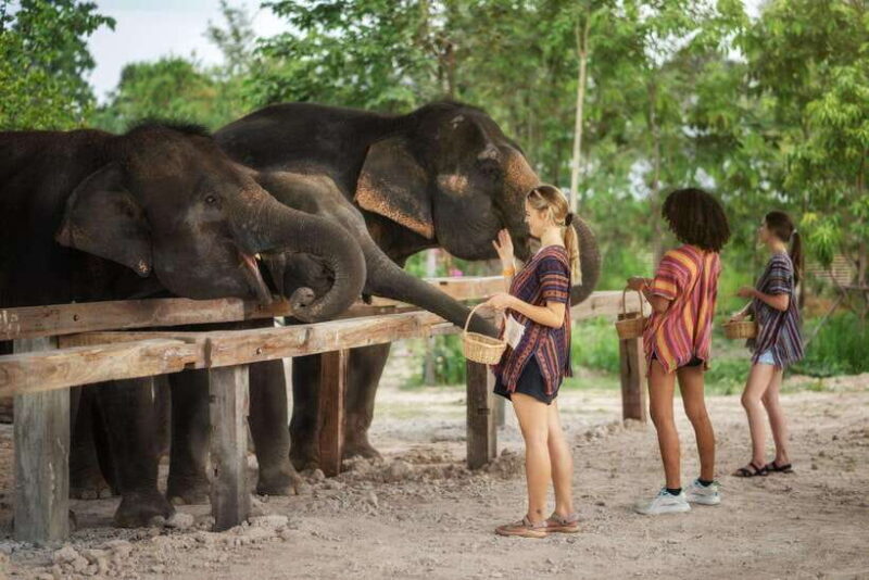Chiang Mai: Ethical Elephant Feeding & Shower Program - A Deep Dive into the Itinerary