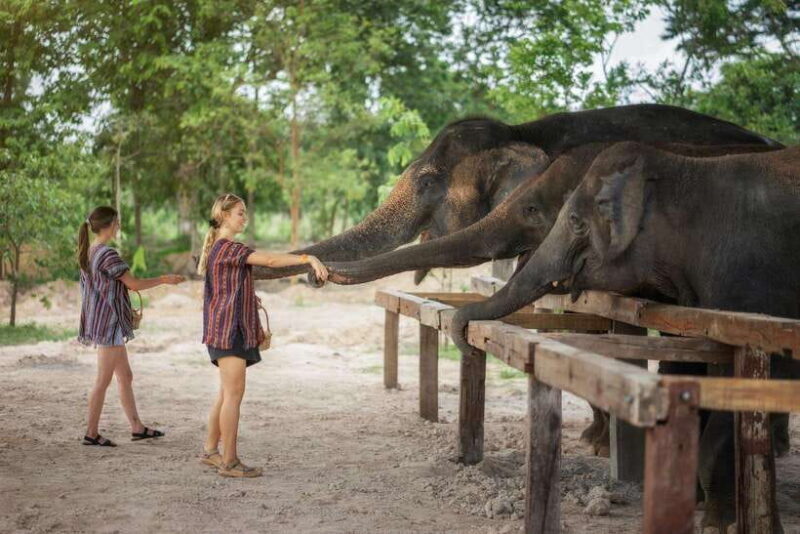 Chiang Mai: Ethical Elephant Feeding & Shower Program - The Authenticity and Impact