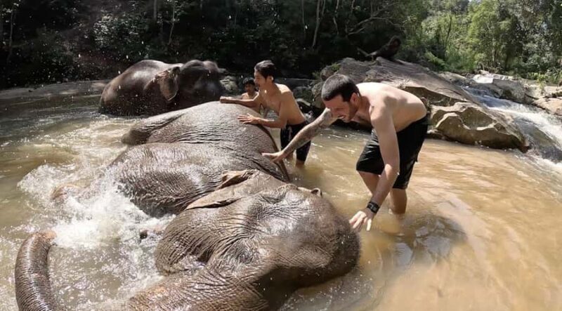Chiang Mai : Ethical Elephant Sanctuary and ATV Adventure - Considerations and Potential Drawbacks