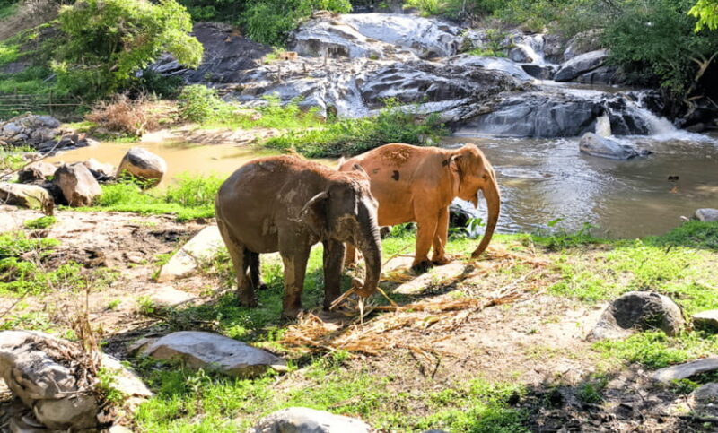 Chiang Mai: Ethical Half Day Elephant Sanctuary & Waterfall - Practical Tips for Travelers