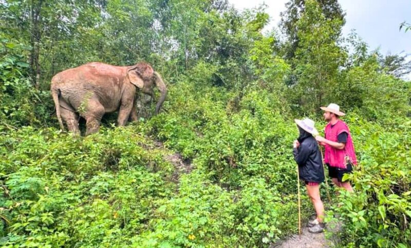 Chiang Mai: Full Day Ethical Elephant Sanctuary & Waterfall - FAQ