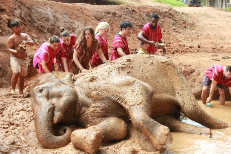 Chiang Mai: Full-Day Kerchor Elephant Eco Park Tour & Trek - Key Points