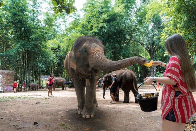 Chiang Mai: Full-Day Kerchor Elephant Eco Park Tour & Trek - The Sum Up
