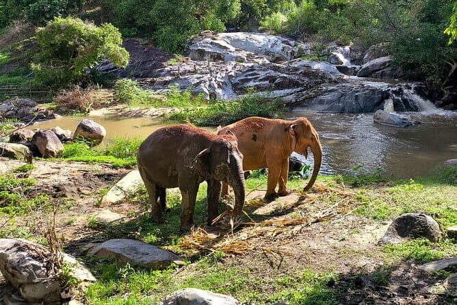 Chiang Mai Half Day Elephant Sanctuary Observation and Waterfall - Key Points