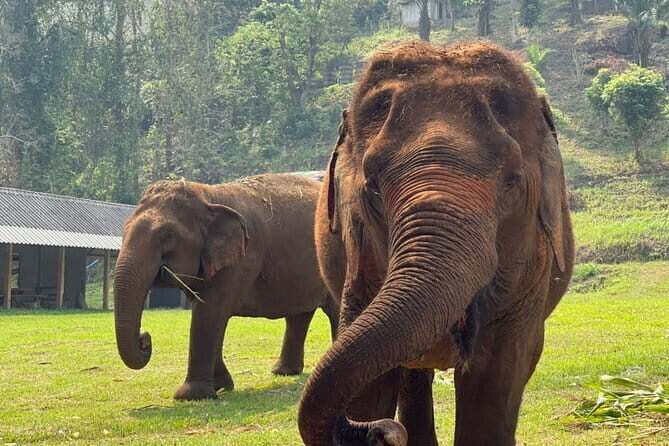 Chiang Mai Half Day Elephant Sanctuary Observation and Waterfall - FAQ