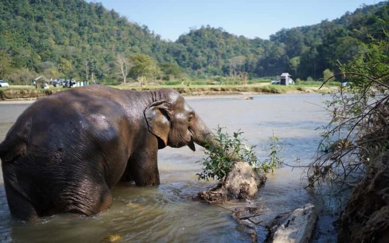 Chiang Mai Half-Day: River Tubing & Waterfall Slide - Discovering Chiang Mai’s Wild Side: A Review of the Half-Day River Tubing & Waterfall Slide Tour