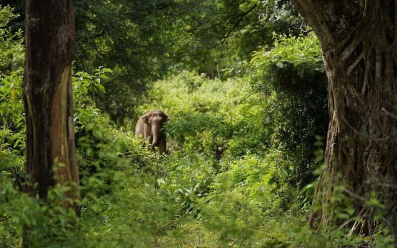 Chiang Mai Half-Day: River Tubing & Waterfall Slide - Your Choice: Waterfall Slide or Elephant Sanctuary