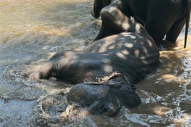 Chiang Mai Half Day Tour: Doi Inthanon Elephant Sanctuary - The Sum Up