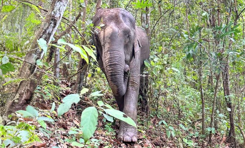 Chiang Mai: Inthanon, Ethical Elephant Sanctuary & Waterfall - FAQ