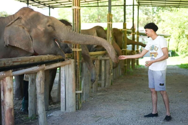 Chiang Mai: Jungle Jumbo Elephant Sanctuary with Waterfall - Key Points