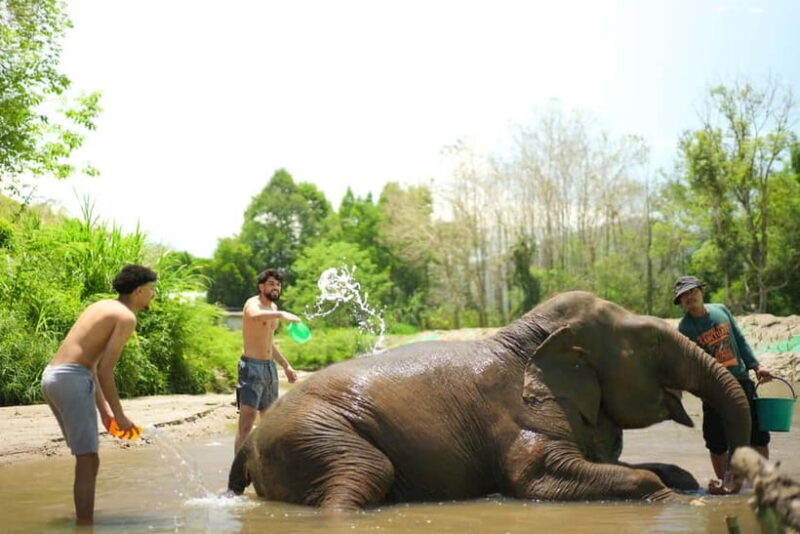 Chiang Mai: Jungle Jumbo Elephant Sanctuary with Waterfall - FAQ