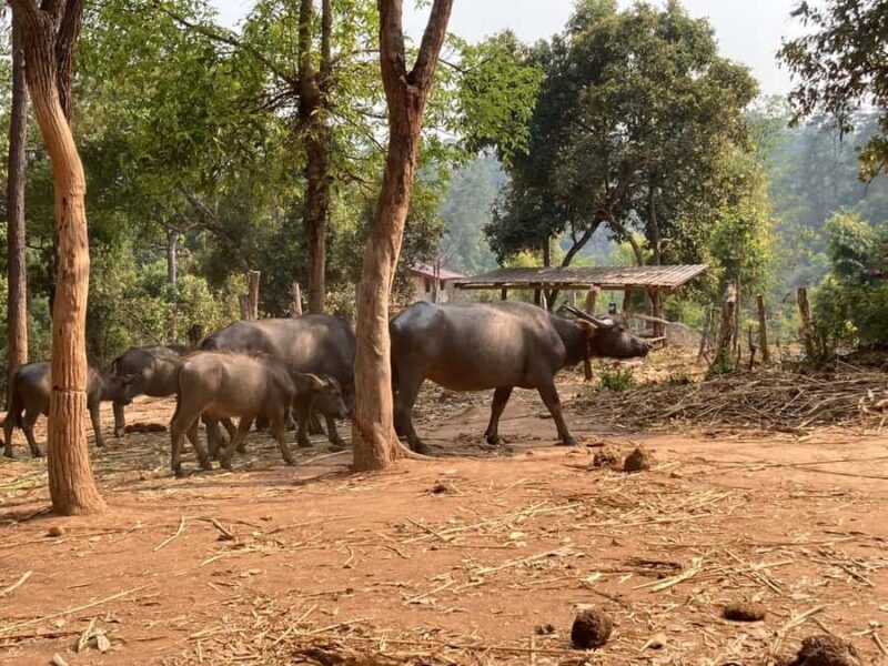 Chiang Mai: Karen Culture, Coffee & Nature Experience - Key Points