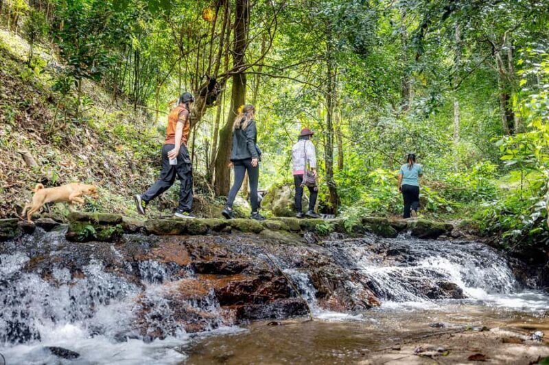 Chiang Mai: Mae Kampong Jungle Hike and Cooking Class - An In-Depth Look at the Experience