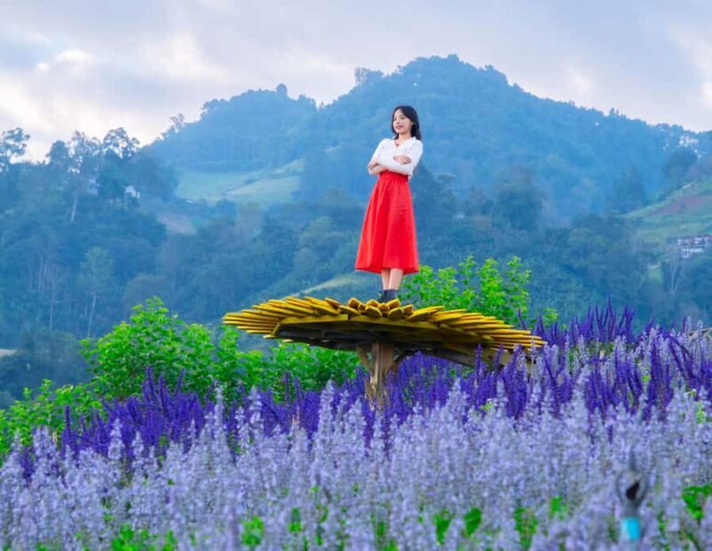 Chiang Mai: Mon Jam Flower Hills, Alpaca Cafe & Dantewada - Key Points