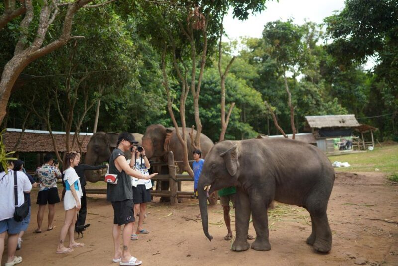 Chiang Mai: National Elephant Care, Rafting, & Ziplines Trip - Key Points
