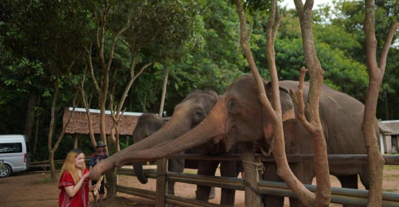 Chiang Mai: National Elephant Care, Rafting, & Ziplines Trip - An Honest Look at the Tour Itself