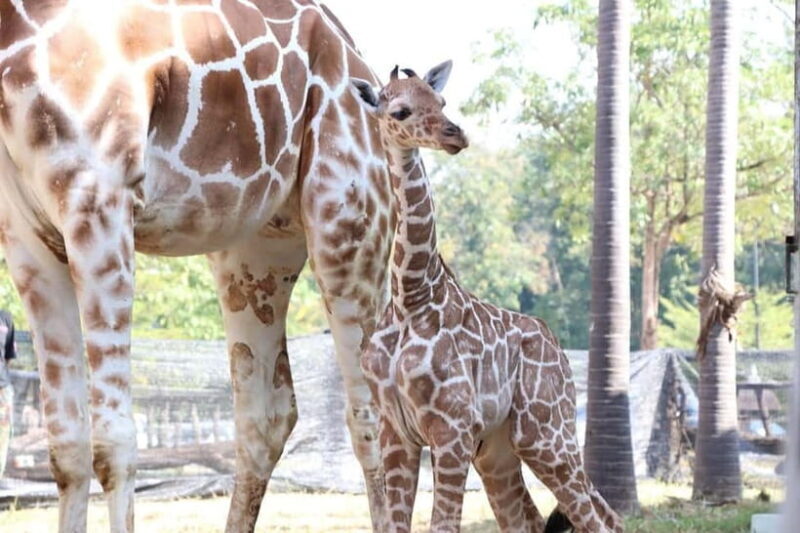 Chiang Mai Night Safari: Entry Ticket with Tram Ride - Who Should Consider This Tour?