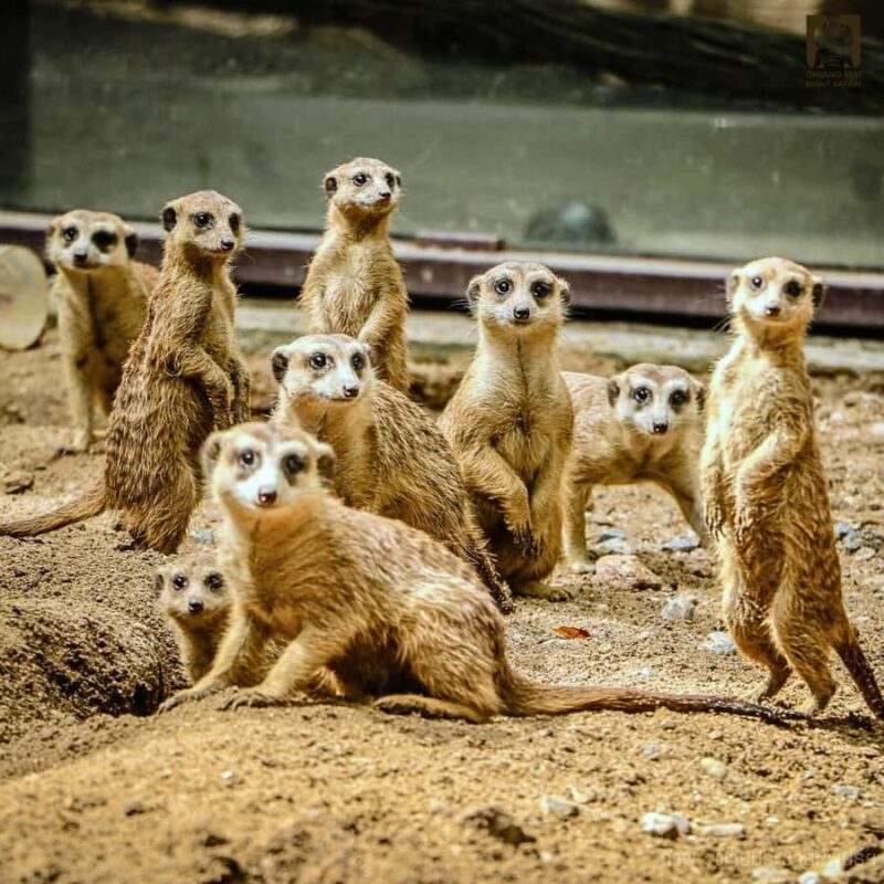 Chiang Mai Night Safari: Flexible Pickup, Ticket & Transfers - FAQ