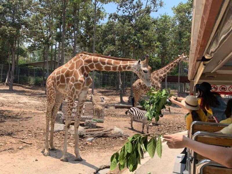 Chiang Mai Night Safari Full Access Ticket & Optional Pickup - Authenticity and Experience Insights