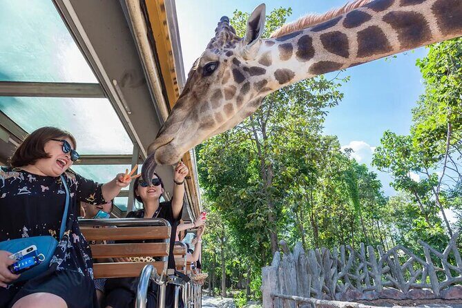 Chiang Mai Night Safari Park Ticket - An Overview of the Chiang Mai Night Safari Experience