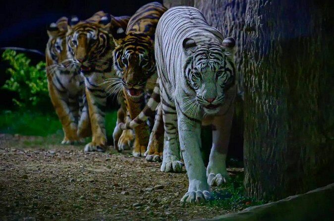 Chiang Mai Night Safari Park Ticket - Who Should Consider This Tour?