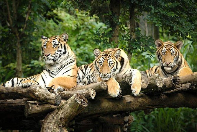 Chiang Mai Night Safari Tour including Transfer (Minimum 2 pax) - The Practical Details