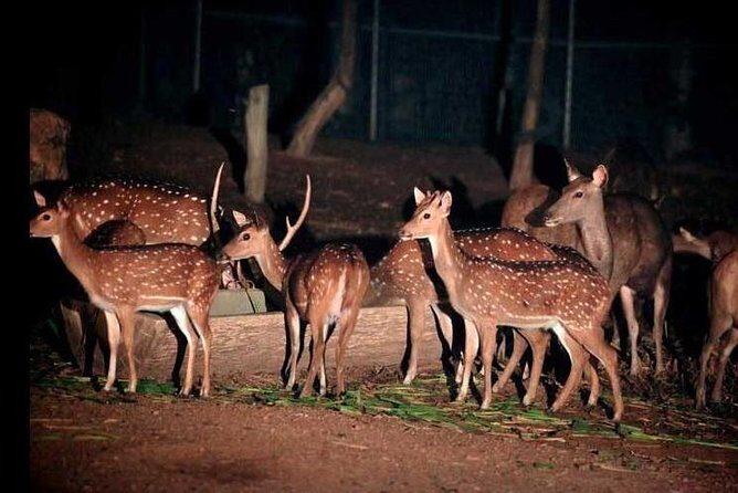 Chiang Mai Night Safari Tour including Transfer (Minimum 2 pax) - Frequently Asked Questions