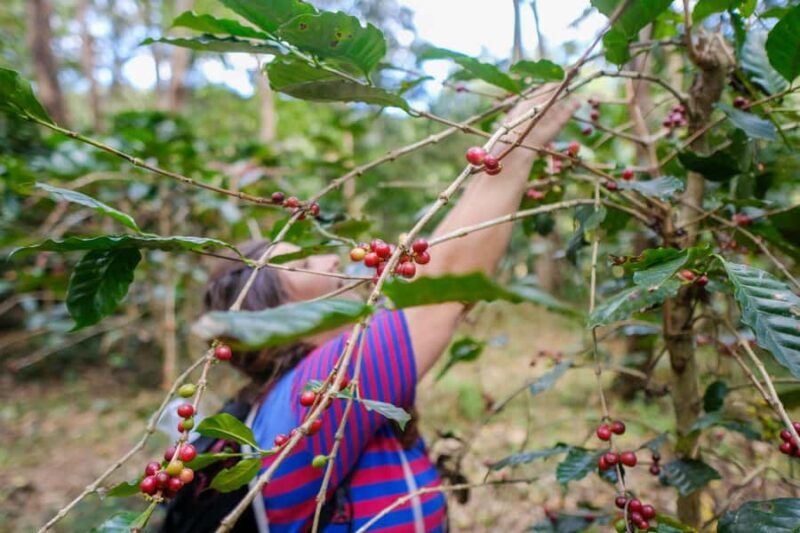 Chiang Mai: Off the Map Jungle Coffee Farm Trek Roast & Brew - Who Will Love This Experience?