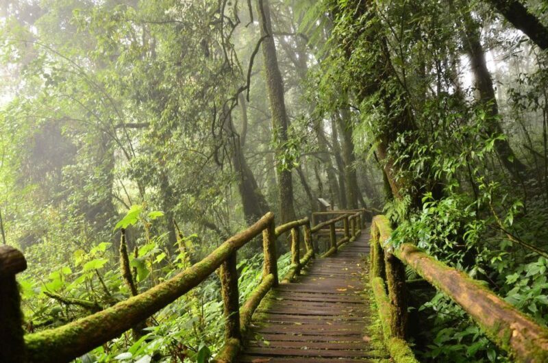 Chiang Mai: Pha Dok Siew Nature Trail & Doi Inthanon Trip - Key Points