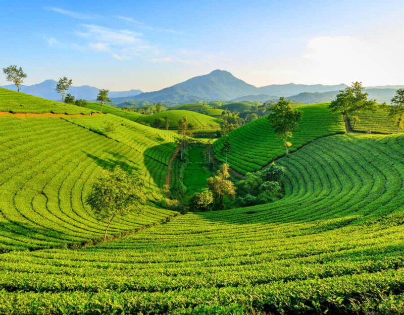 Chiang Mai: Private Chiang Rai Temples & Golden Triangle - Key Points