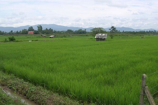 Chiang Mai Rice Fields Biking Tour - FAQ