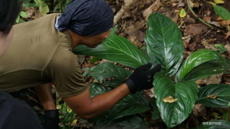 Chiang Mai: Small-Group Downhill Eco Walk to Waterfall - Practicalities and Tips for Participants