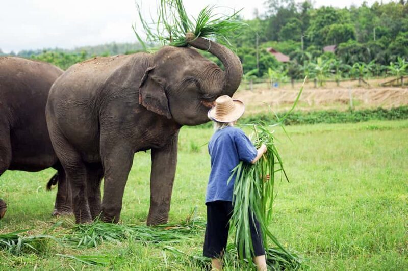 Chiang Mai: Small Group Ethical Elephant Sanctuary Tour - Key Points