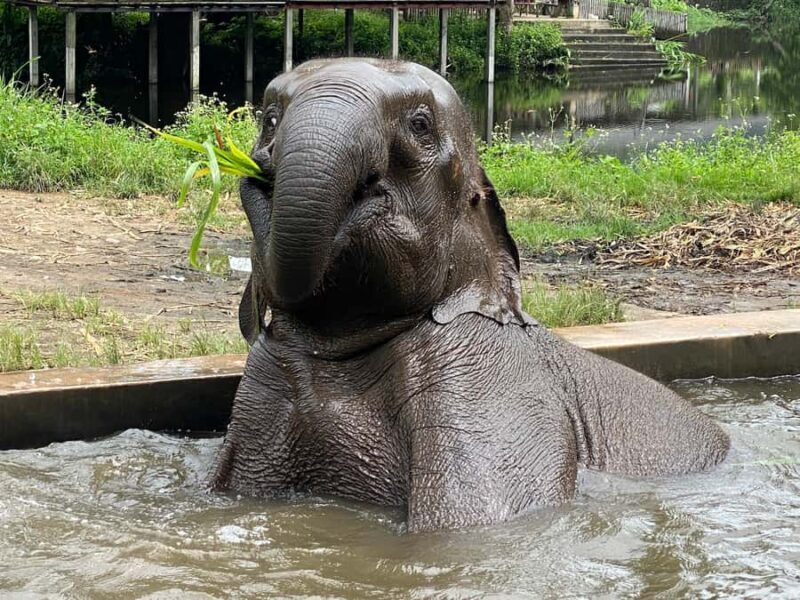 Chiang Mai: Small Group Ethical Elephant Sanctuary Tour - FAQ About the Chiang Mai Elephant Sanctuary Tour