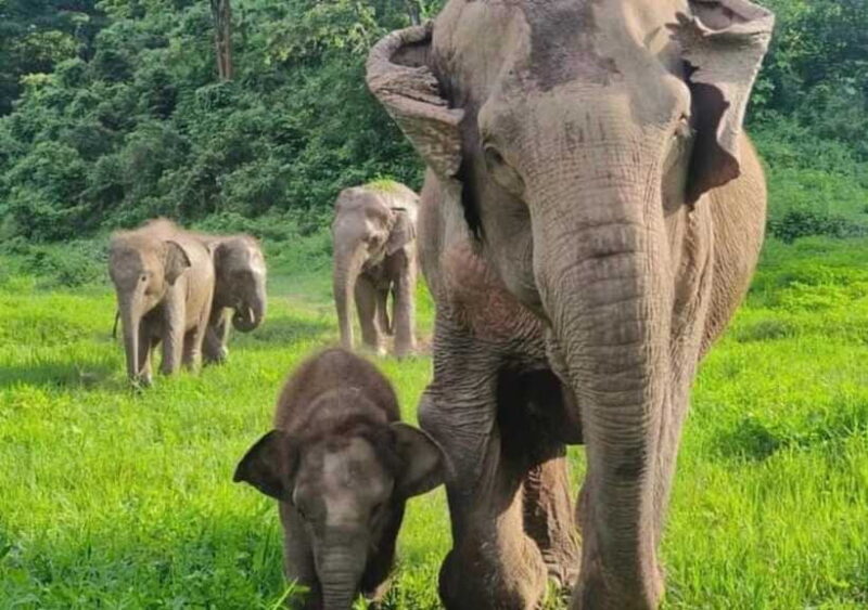Chiang Mai | TeeTee Elephant Home Elephant Care Half-Day - Who Will Love This Tour?