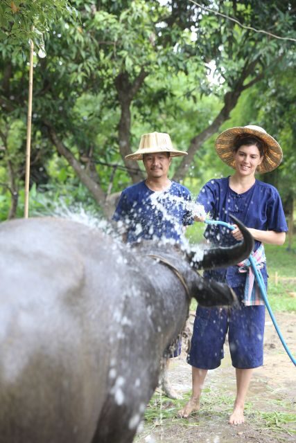 Chiang Mai: Thai Buffalo and Rice Planting Experience - Itinerary Breakdown: What to Expect